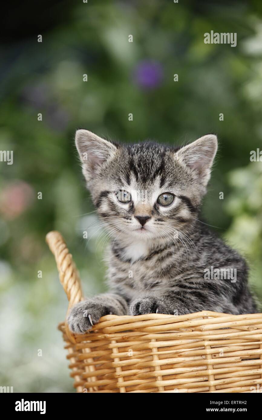 Kitten hi-res stock photography and images - Alamy