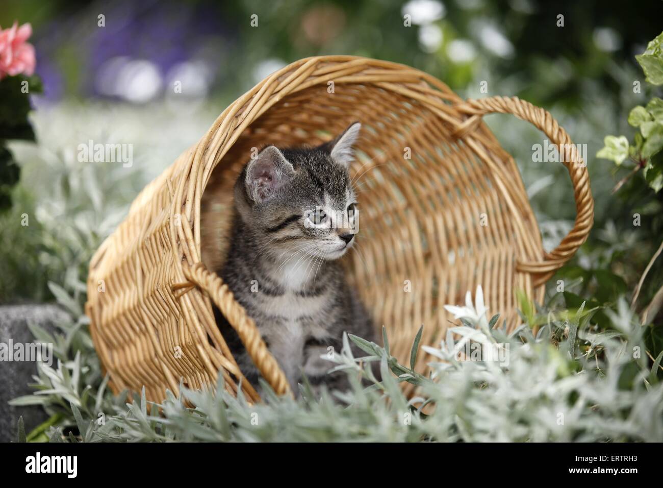 Kittens outside flowers hi-res stock photography and images - Alamy