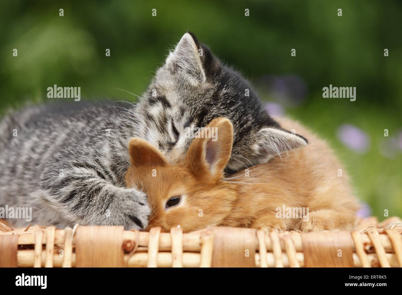 Rabbit hugging hi-res stock photography and images - Alamy