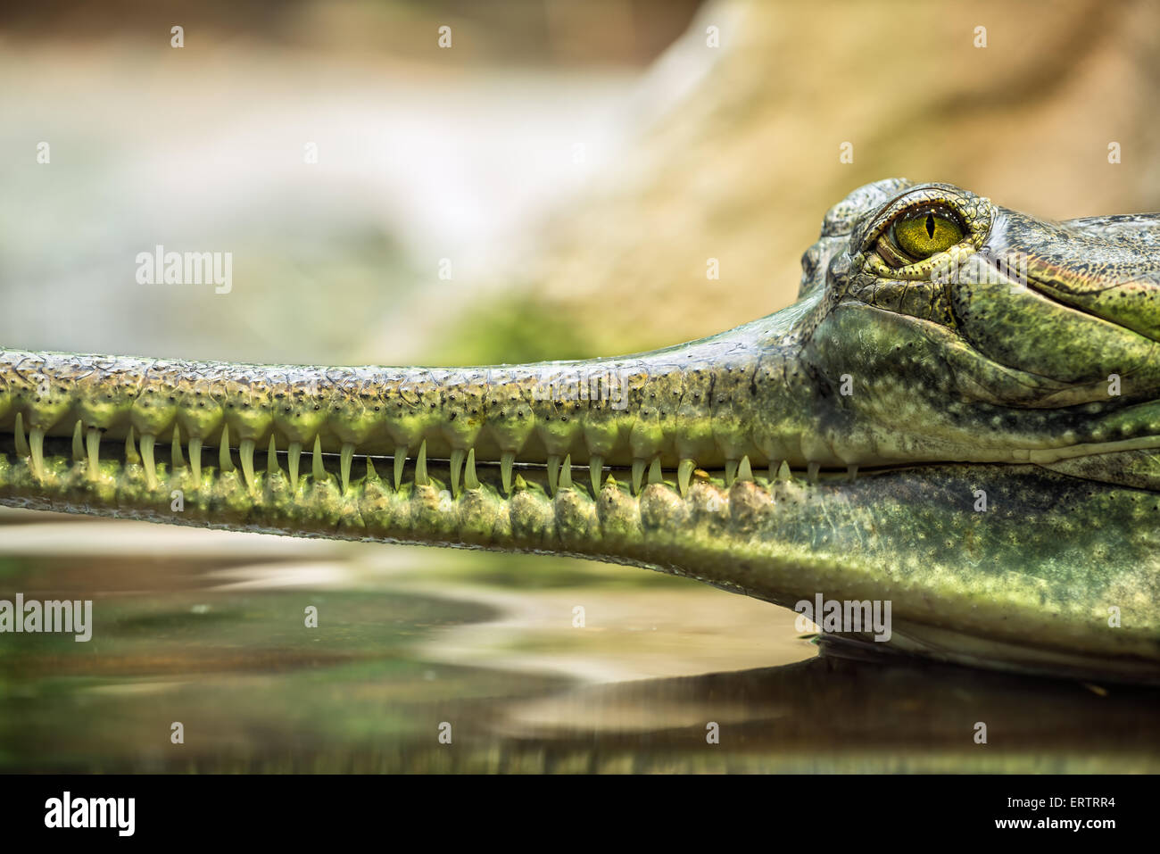 Indian gavial hi-res stock photography and images - Alamy
