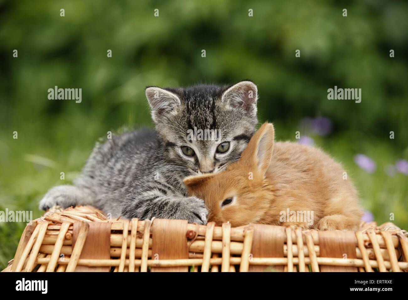kitten and rabbit Stock Photo - Alamy