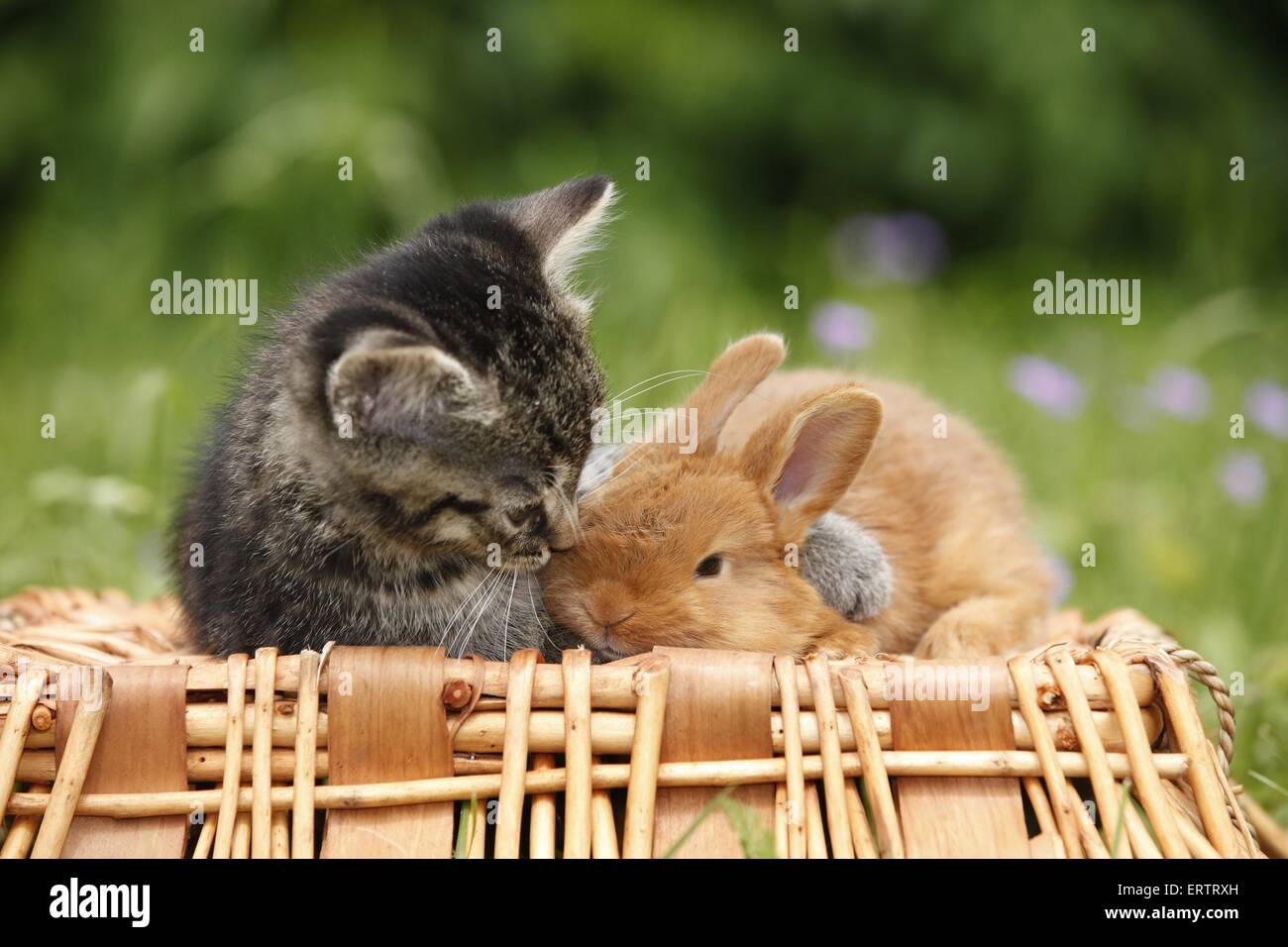 kitten and rabbit Stock Photo - Alamy