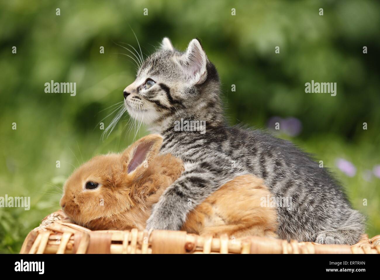 Rabbit hugging hi-res stock photography and images - Alamy