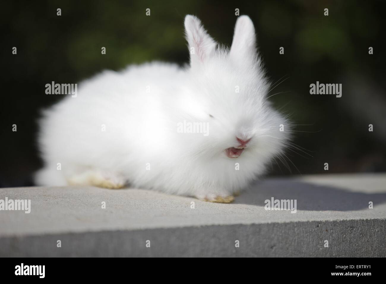 Rabbit yawning hi-res stock photography and images - Alamy