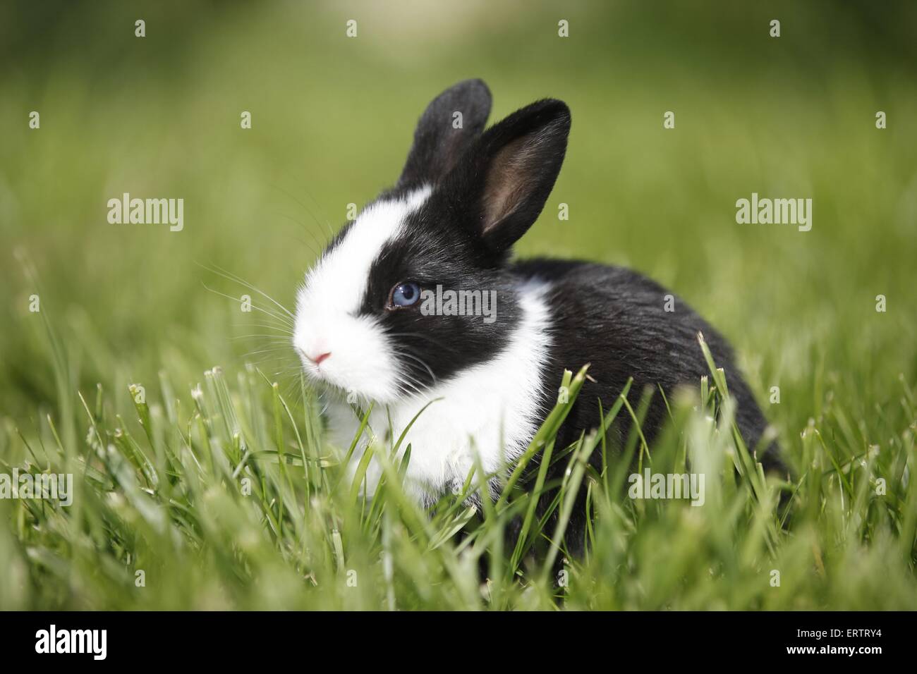 young dwarf rabbit Stock Photo - Alamy