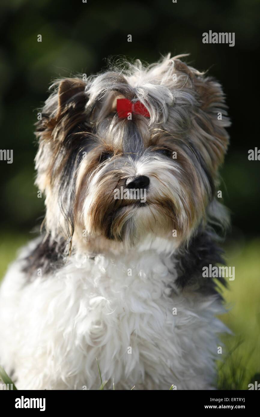 Biewer Terrier Portrait Stock Photo - Alamy