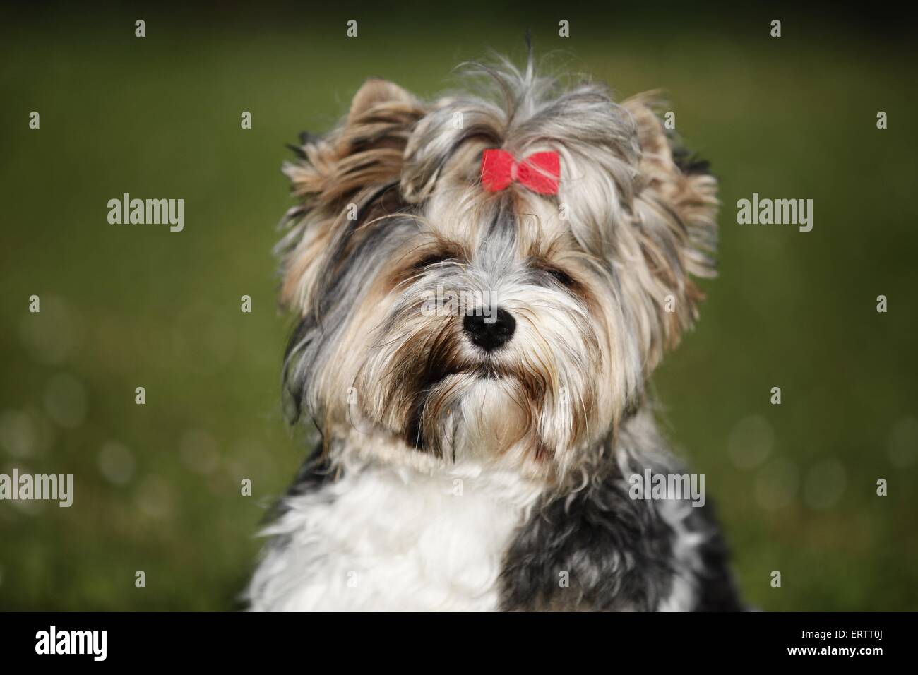 Biewer Terrier Portrait Stock Photo - Alamy