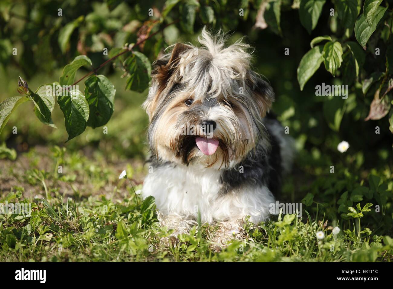 1 biewer terrier hi-res stock photography and images - Alamy