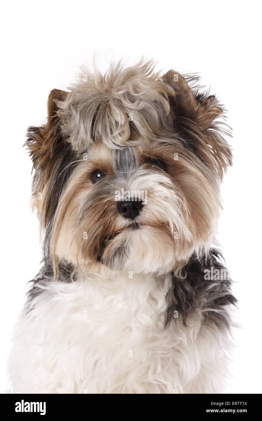 Biewer Terrier Portrait Stock Photo - Alamy