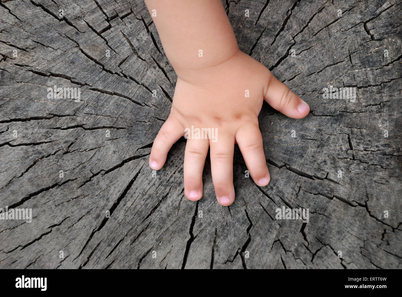 Children's hand is located on an old stump Stock Photo - Alamy