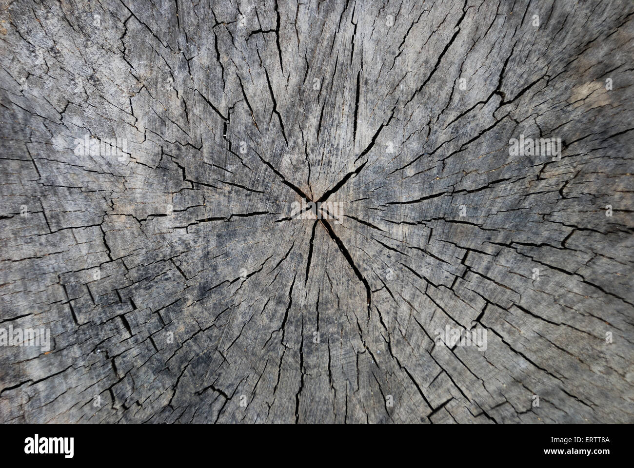 Structure from a stub cut Stock Photo - Alamy
