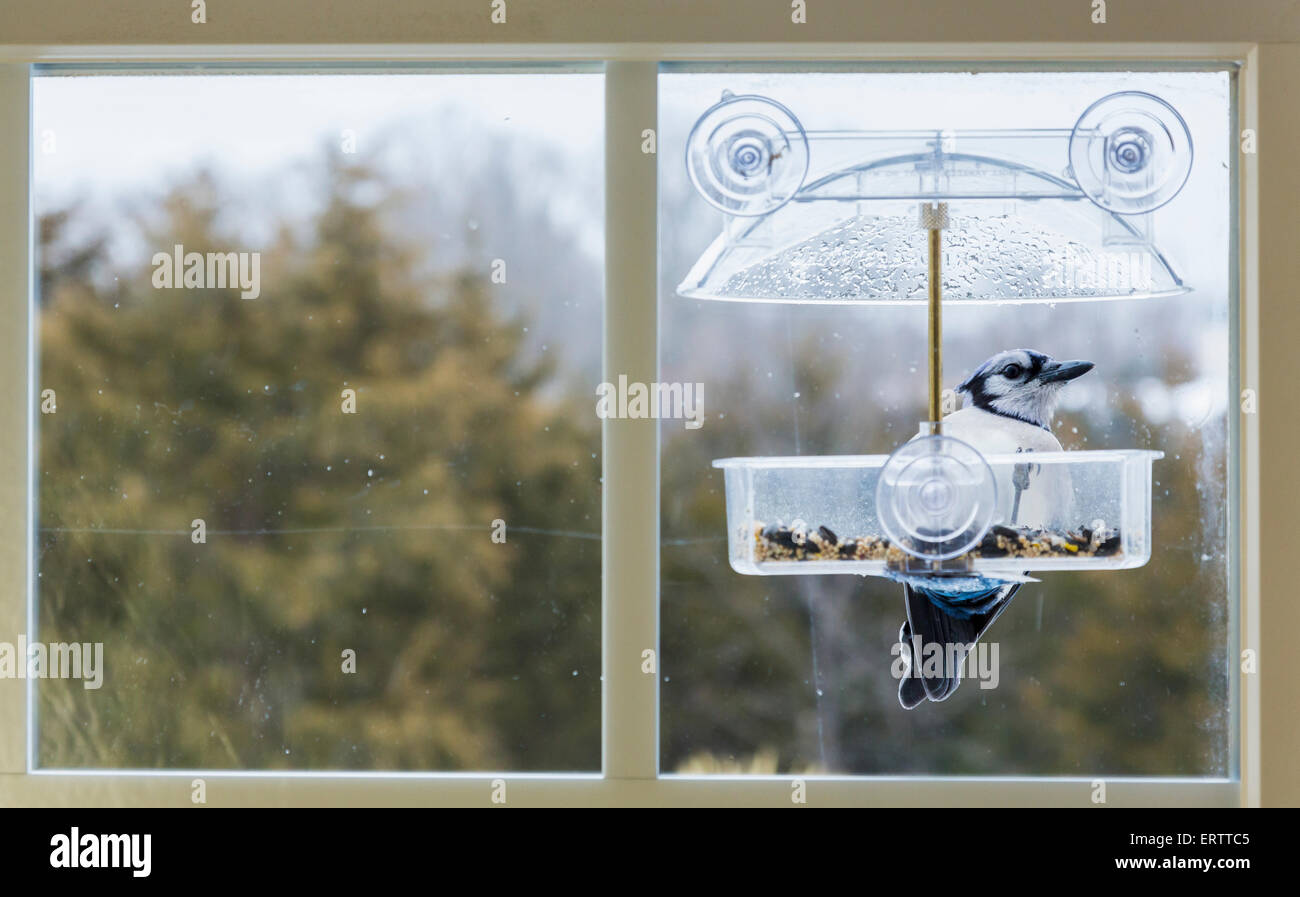 Large blue jay bird in window attached birdfeeder on a wet cold day in ...