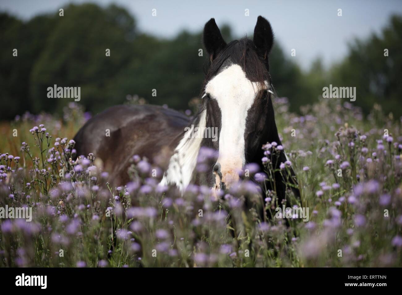 Cheval pinto hi-res stock photography and images - Alamy