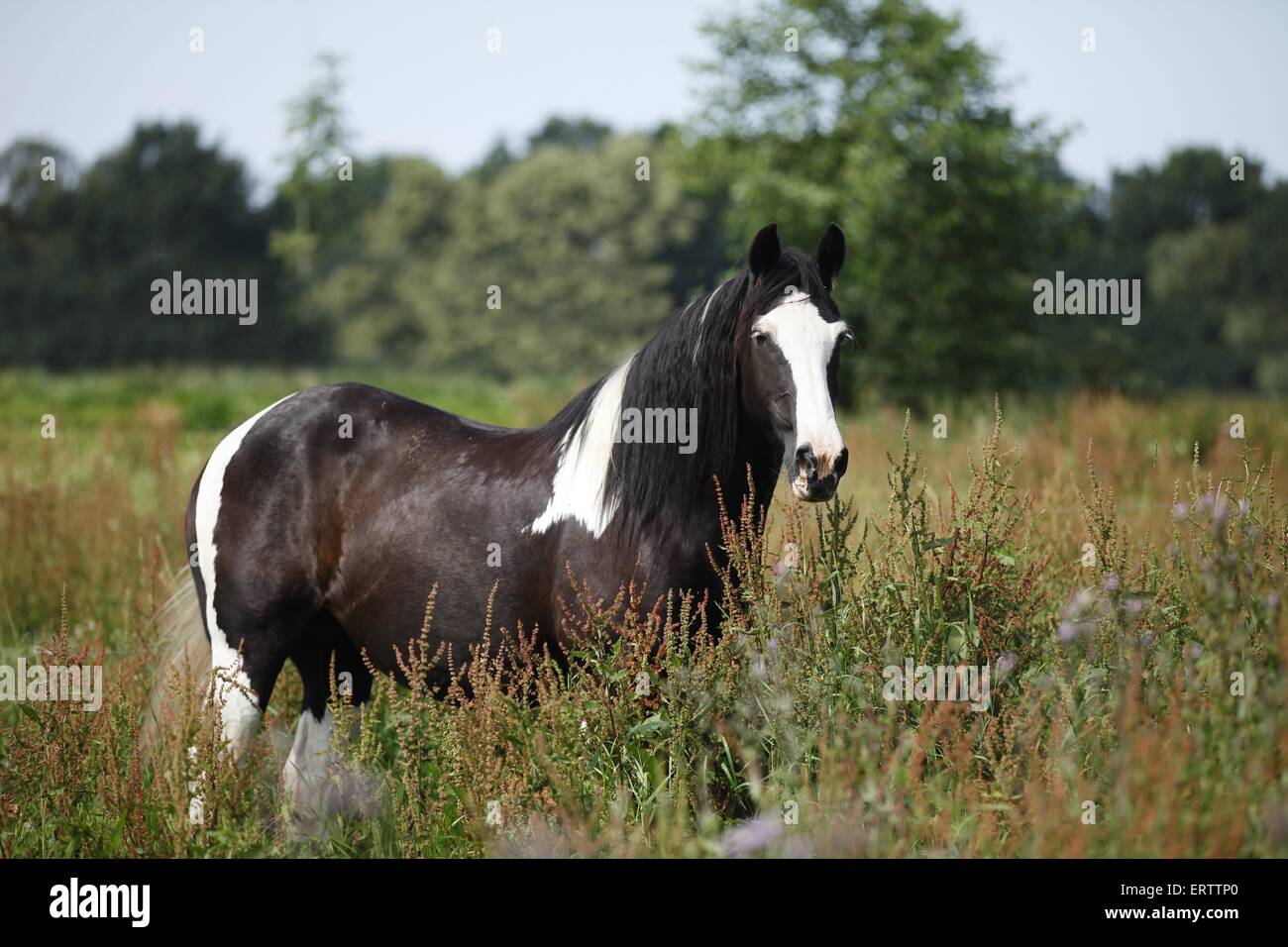Cheval pinto hi-res stock photography and images - Alamy