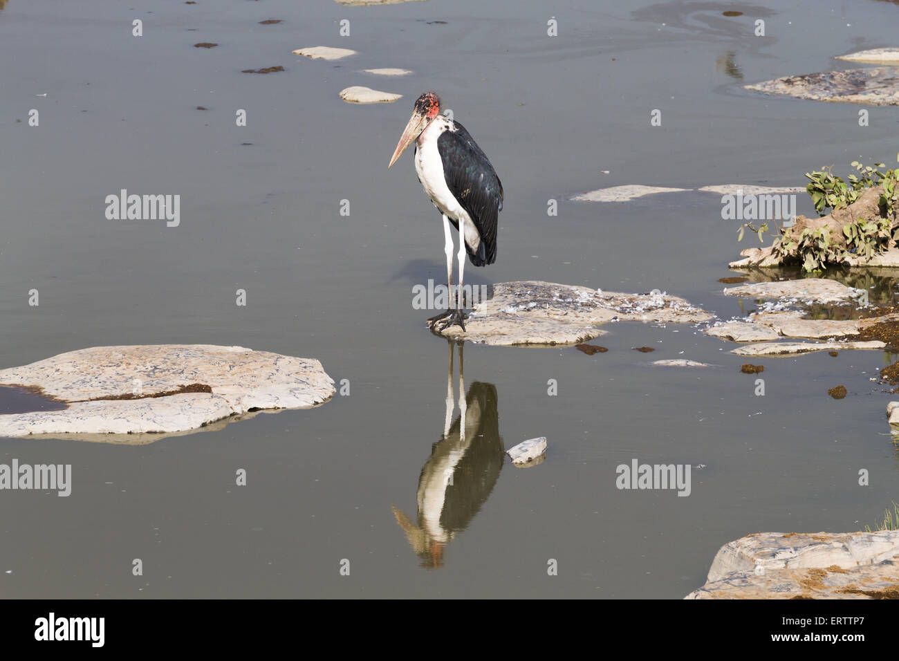 A big bird from Namutoni waterhole, Namibia Stock Photo - Alamy