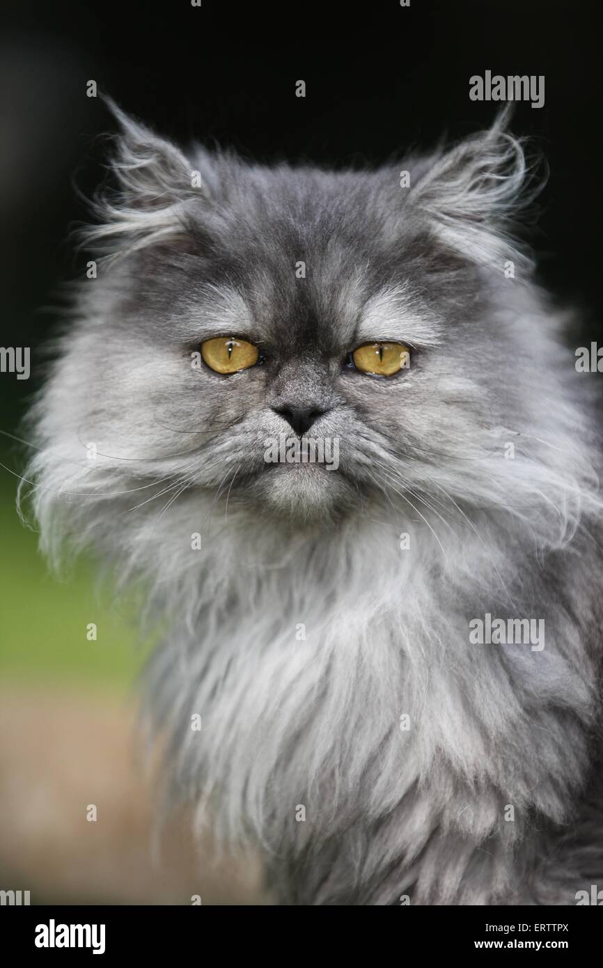 Persians hi-res stock photography and images - Alamy