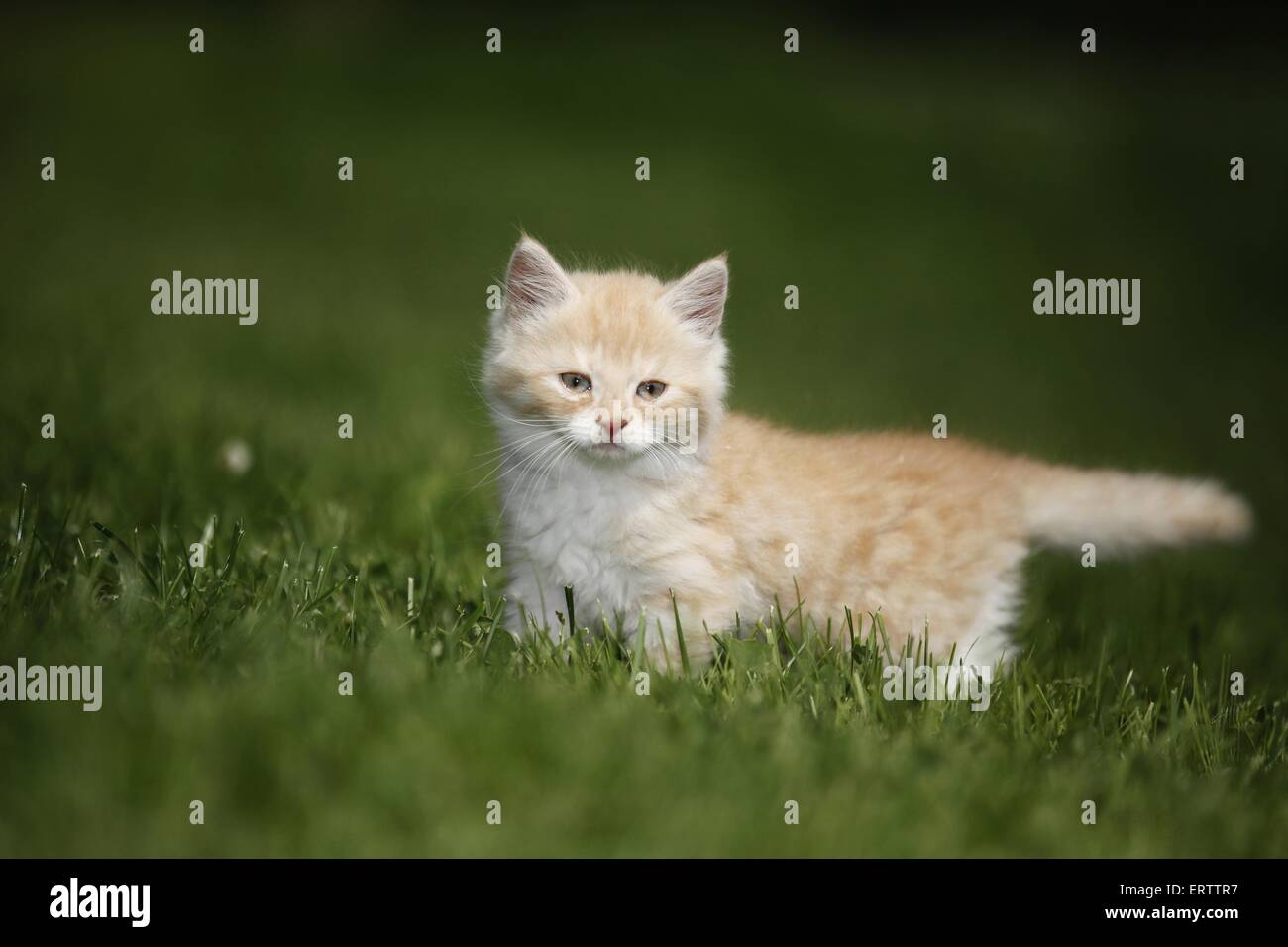Kitten sun hi-res stock photography and images - Alamy