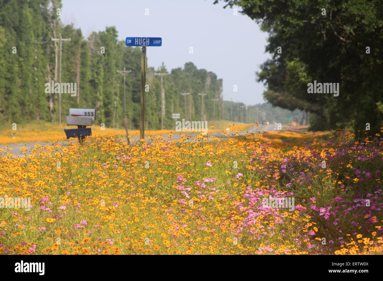 Yellow flowers roadside hi-res stock photography and images - Alamy