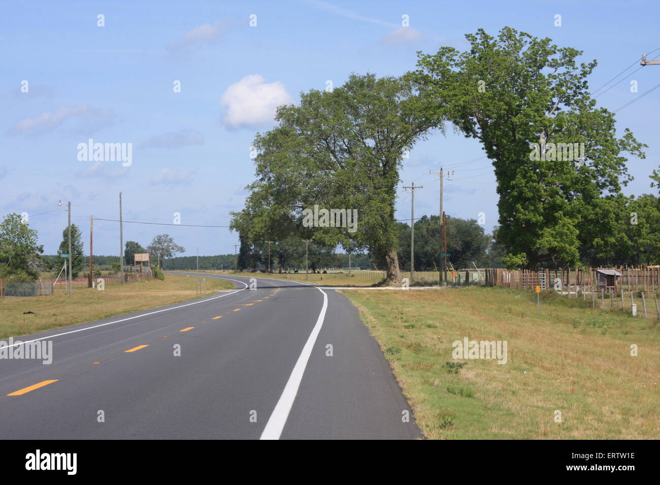Tree forming an arch over a telegraph pole in northern Florida USA ...