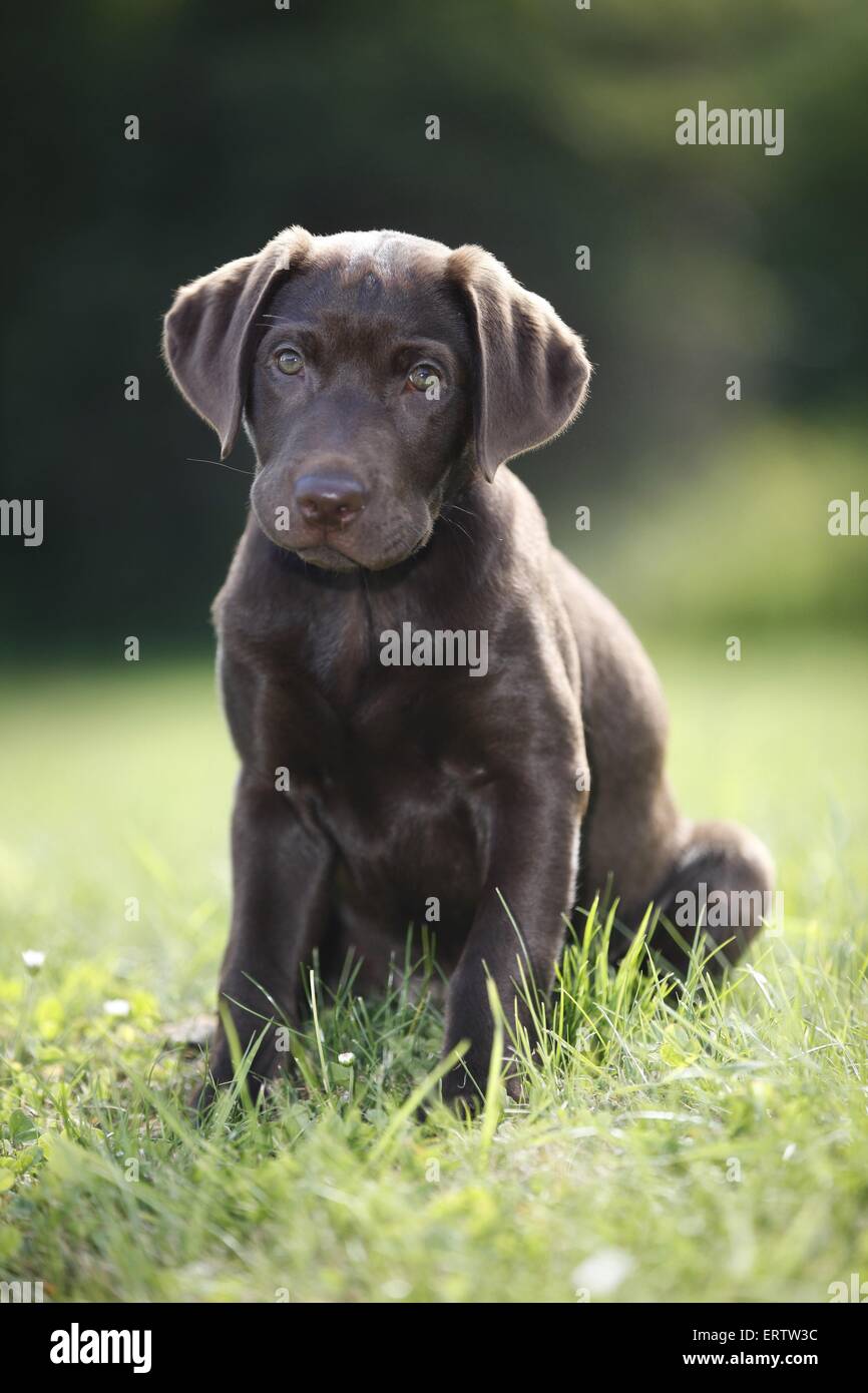 sitting Labrador puppy Stock Photo - Alamy