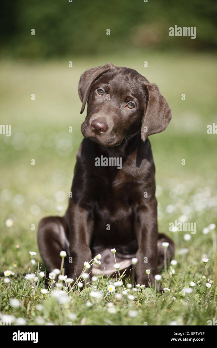 sitting Labrador puppy Stock Photo - Alamy