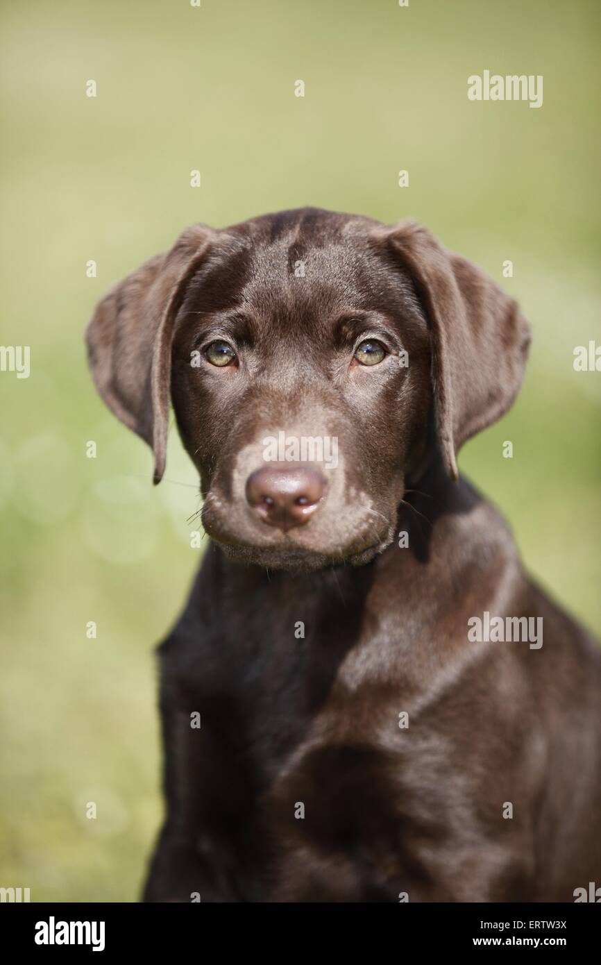 Labrador Retriever Portrait Stock Photo - Alamy