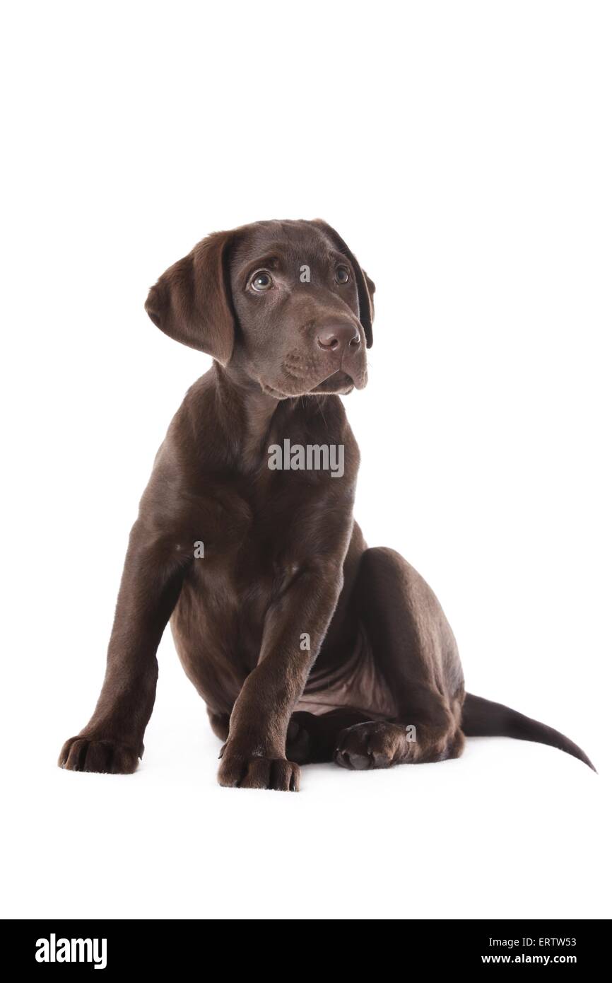 sitting Labrador puppy Stock Photo - Alamy