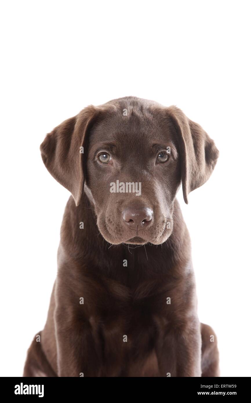Labrador Retriever Portrait Stock Photo - Alamy