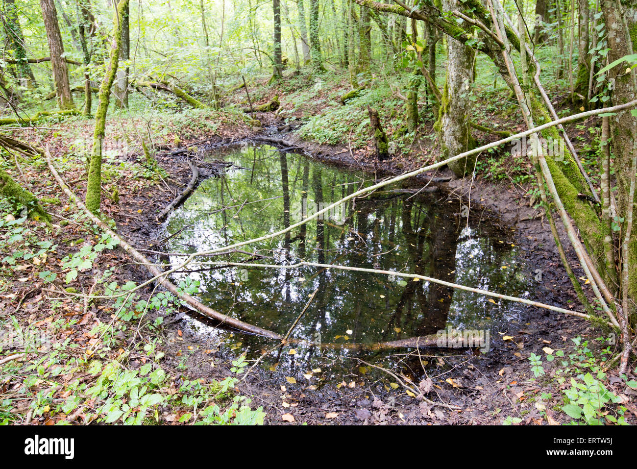 Shell hole on former battlefield of Verdun Stock Photo - Alamy