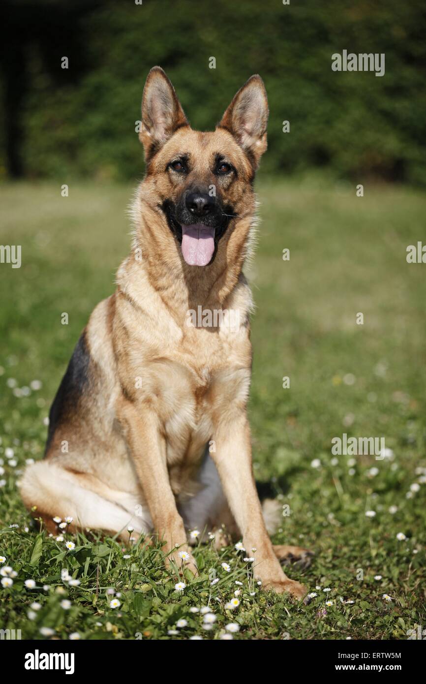 sitting German Shepherd Stock Photo - Alamy