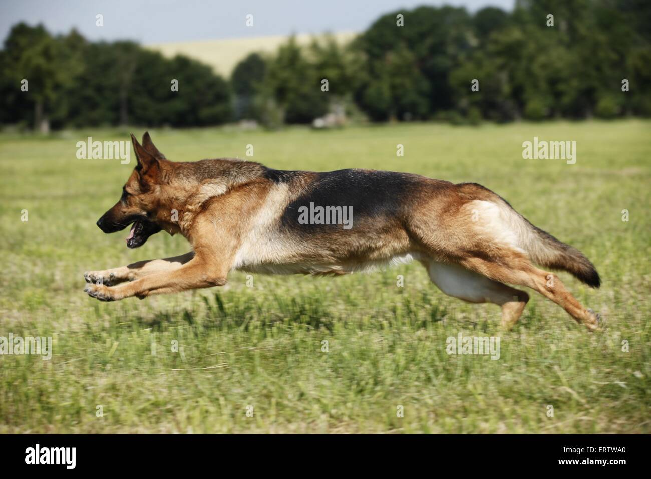 running German Shepherd Stock Photo - Alamy