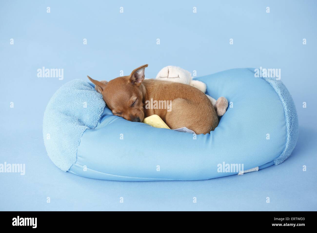 Prague Rattler dog puppy Stock Photo - Alamy