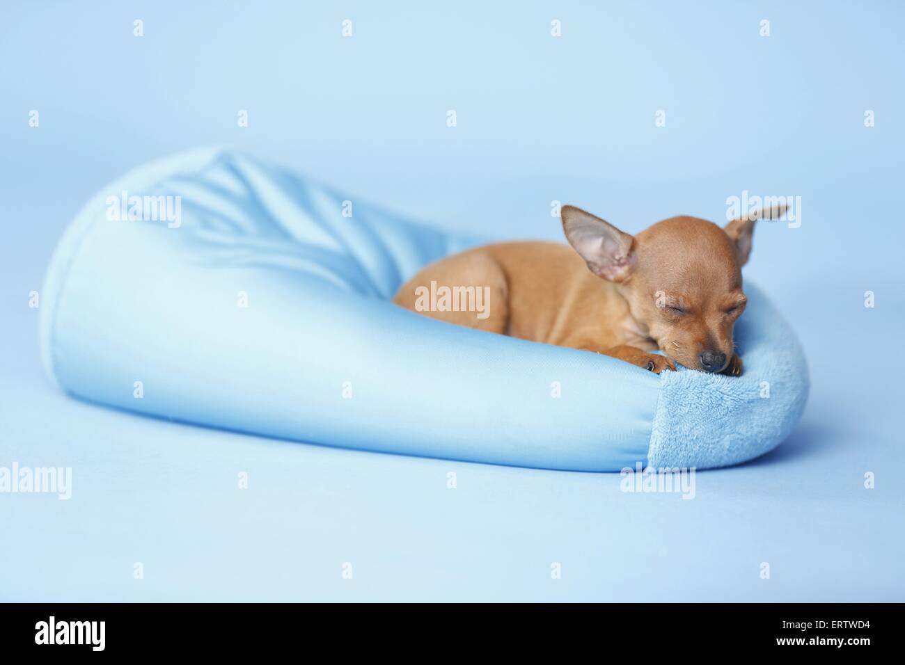Prague Rattler dog puppy Stock Photo - Alamy