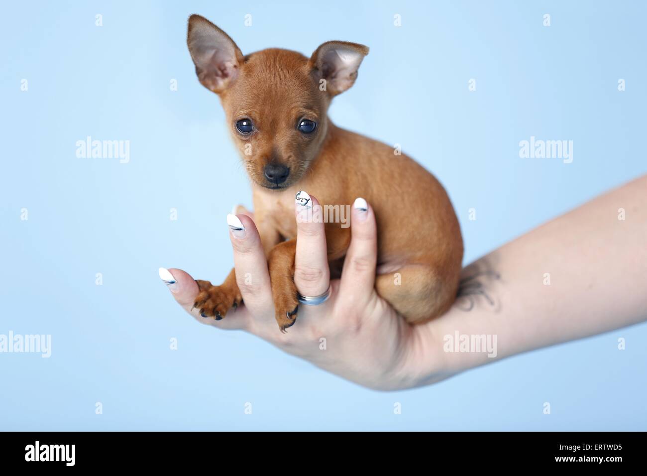 Prague Rattler dog puppy Stock Photo - Alamy
