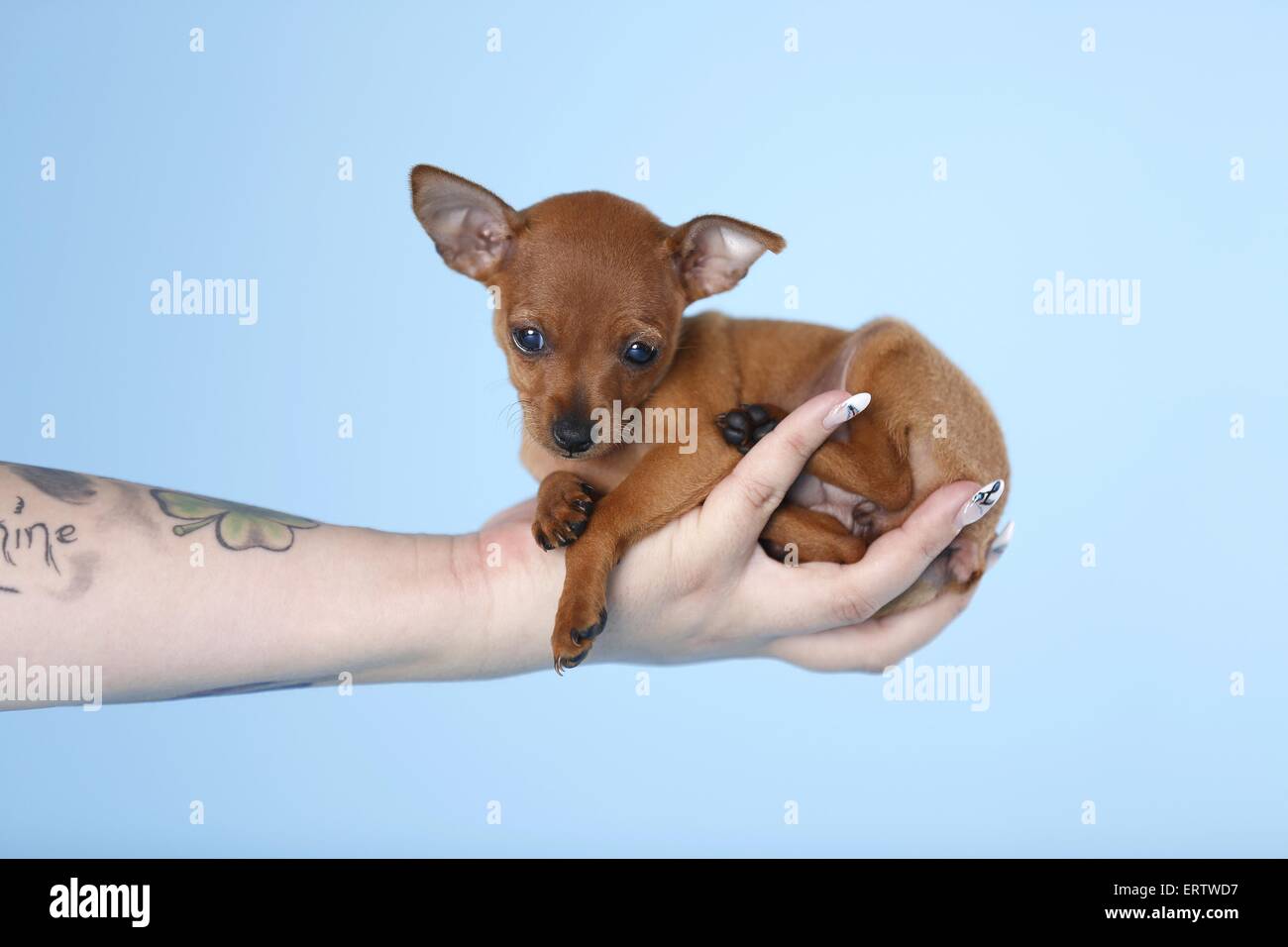 Prague Rattler dog puppy Stock Photo - Alamy