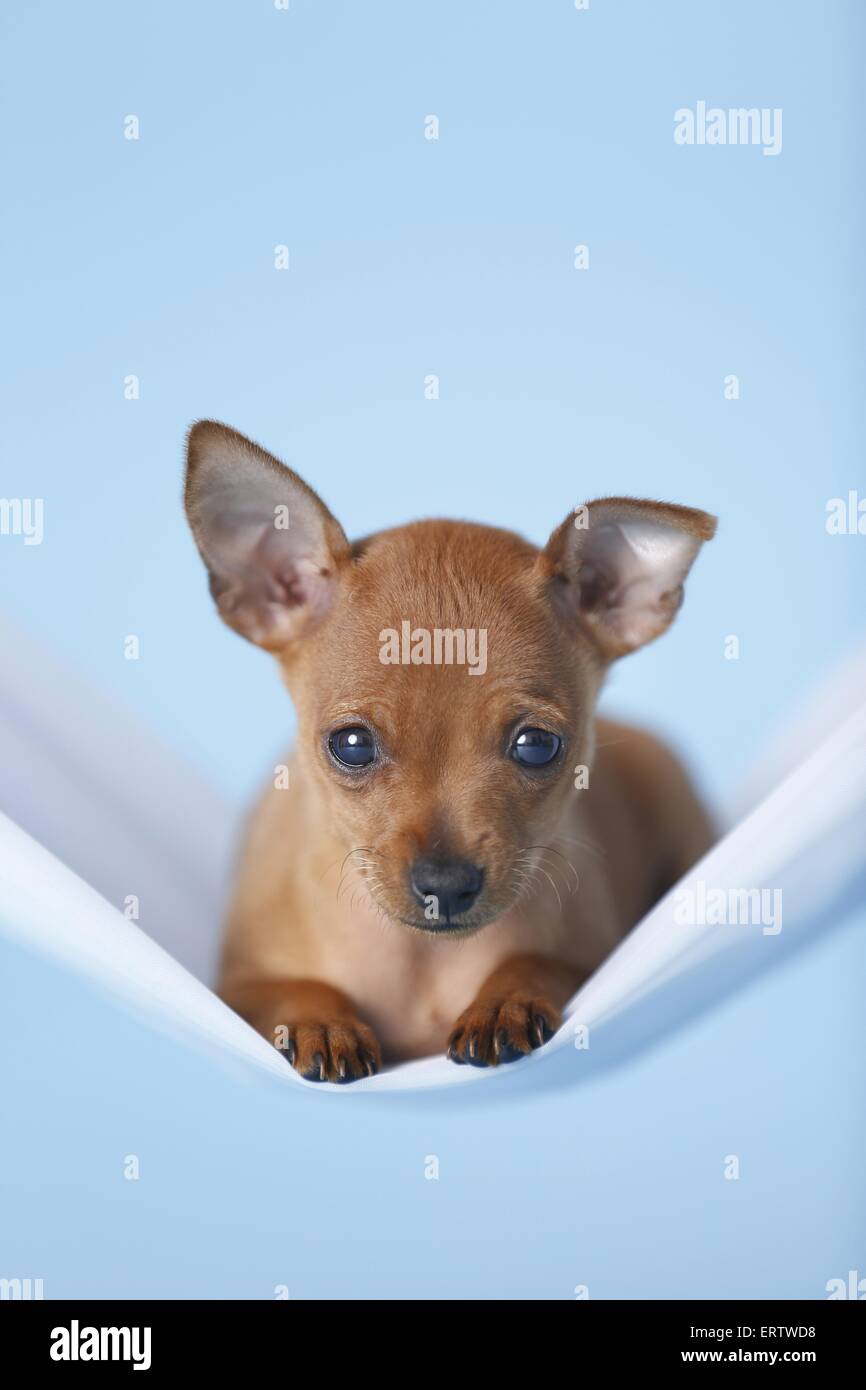 Prague Rattler dog puppy Stock Photo - Alamy