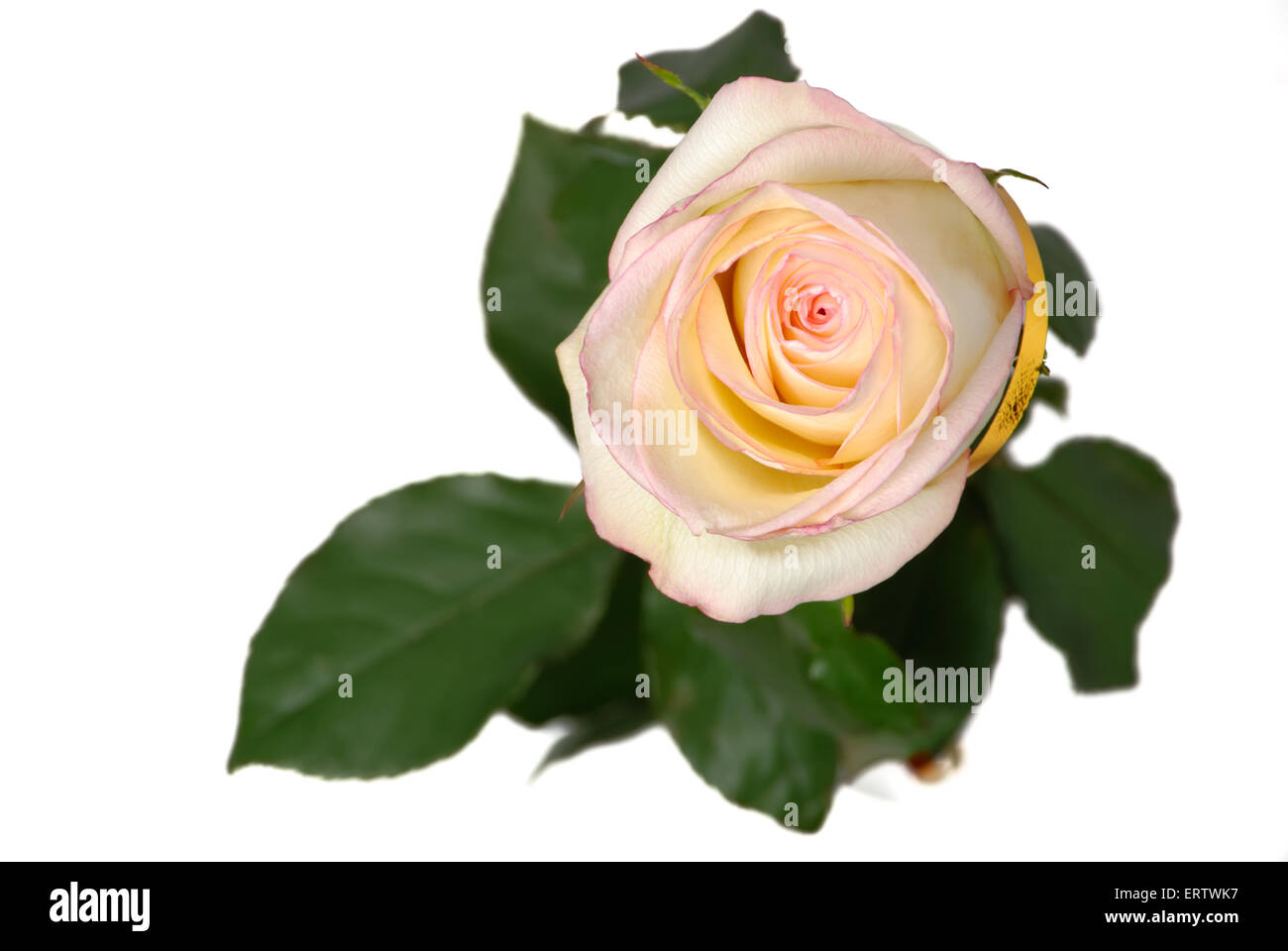 Rose gold details hi-res stock photography and images - Alamy
