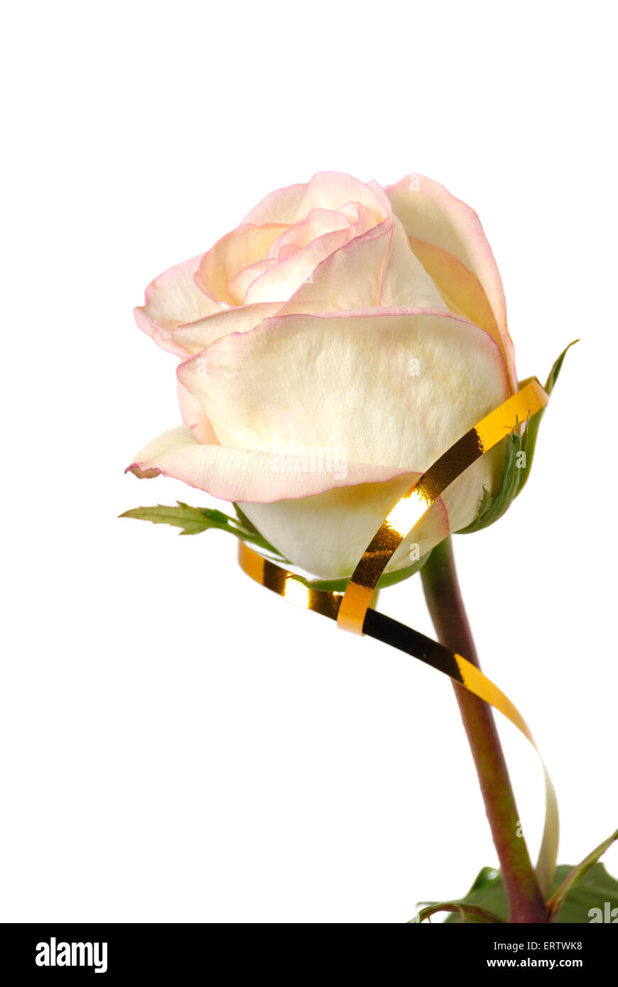 One rose with a gold tape on the white Stock Photo - Alamy