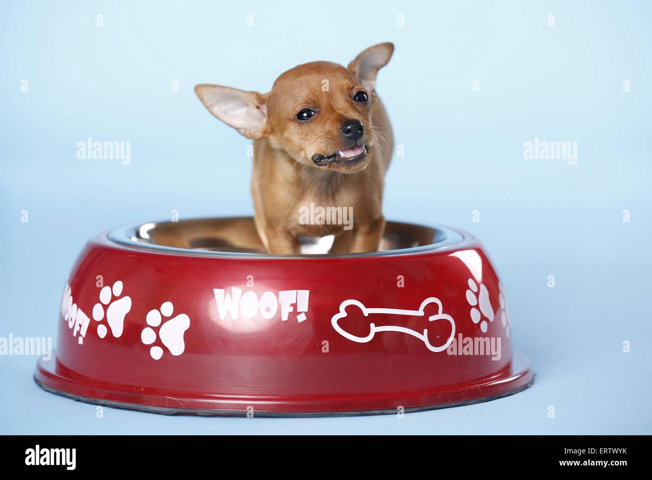 Prague Rattler dog puppy Stock Photo - Alamy