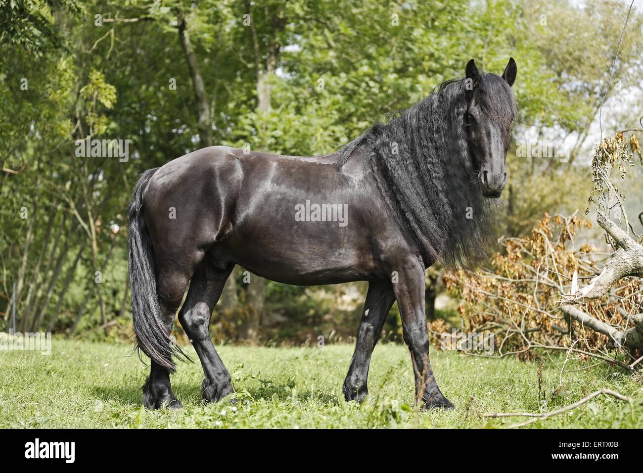 standing Friesian Horse Stock Photo - Alamy
