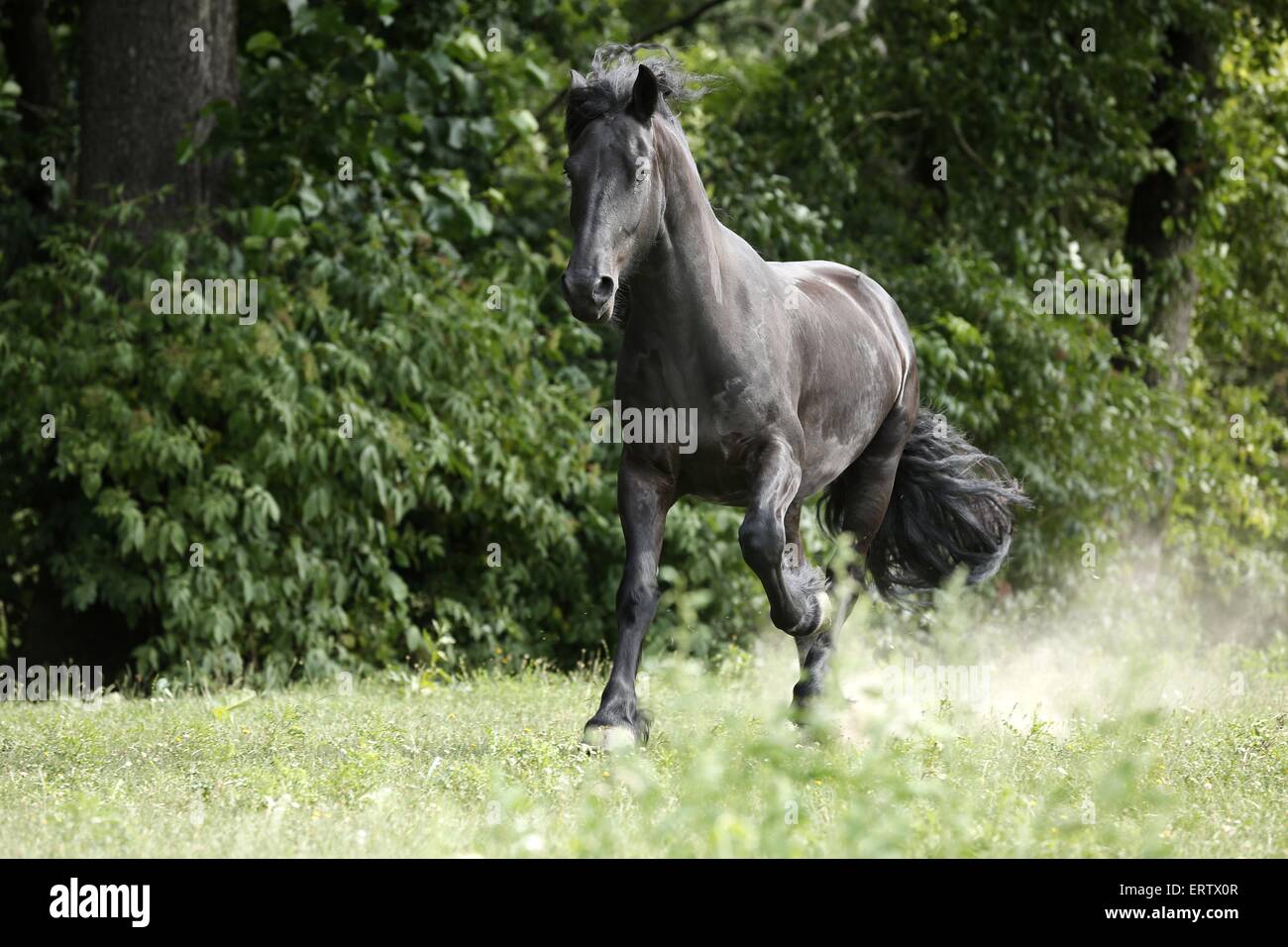galloping Friesian Horse Stock Photo - Alamy
