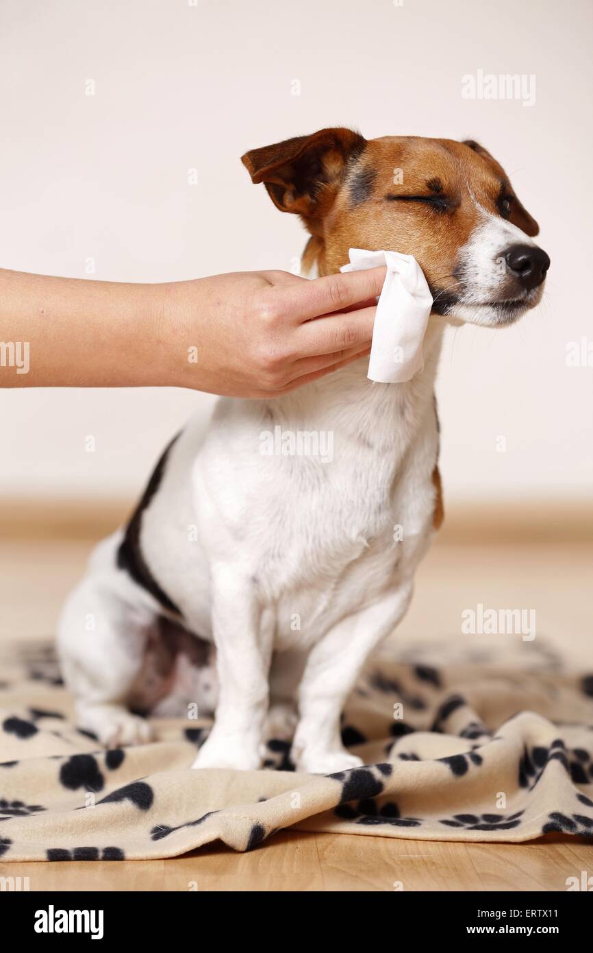 People grooming a dog hi-res stock photography and images - Alamy