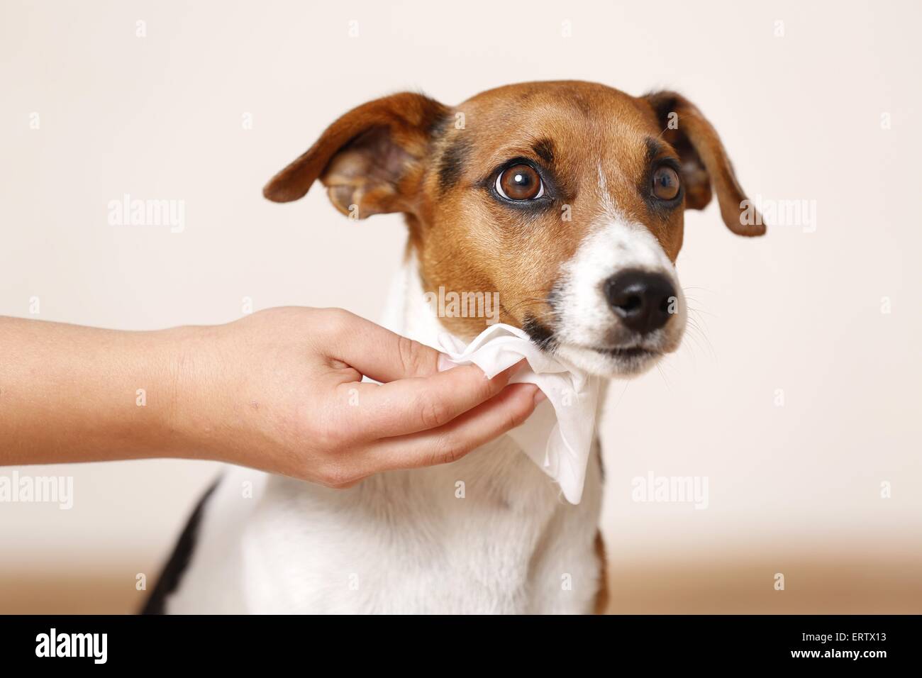 Adult grooming hi-res stock photography and images - Alamy