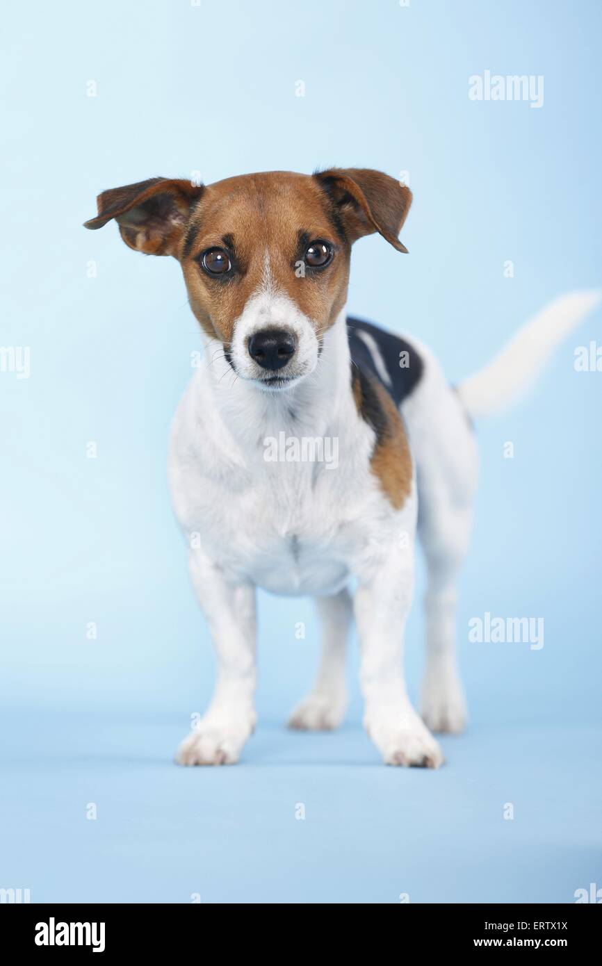 Blue jack russell hi-res stock photography and images - Alamy