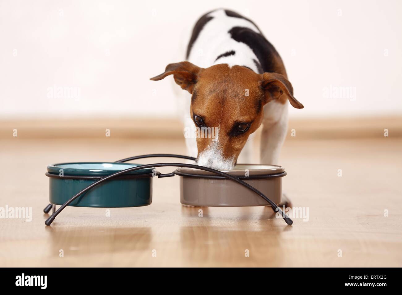 eating Jack Russell Terrier Stock Photo - Alamy