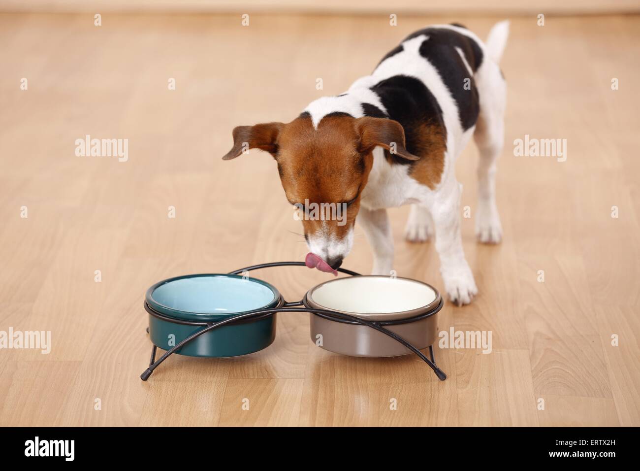 eating Jack Russell Terrier Stock Photo - Alamy