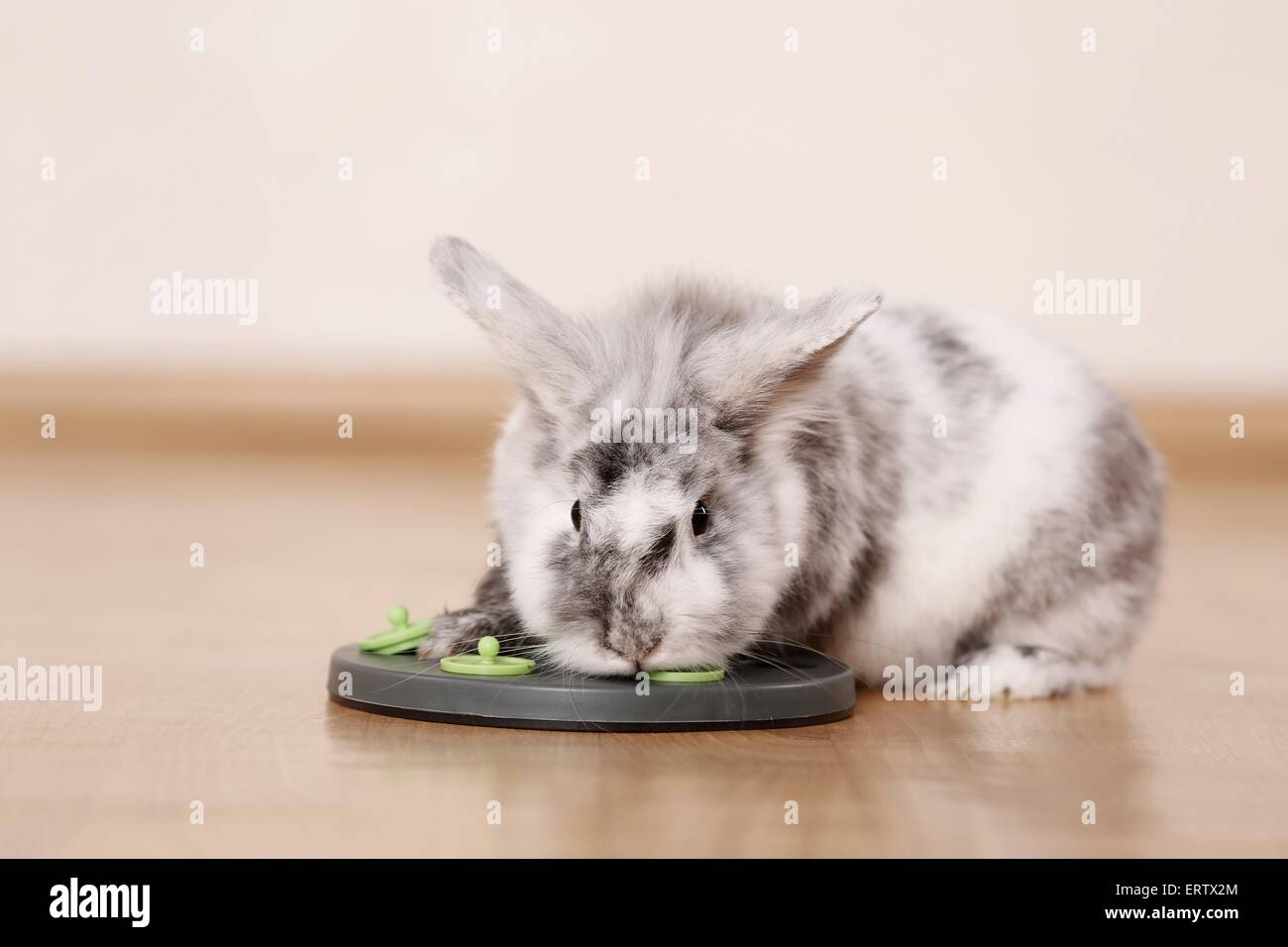 Rabbits playing adult hi-res stock photography and images - Alamy