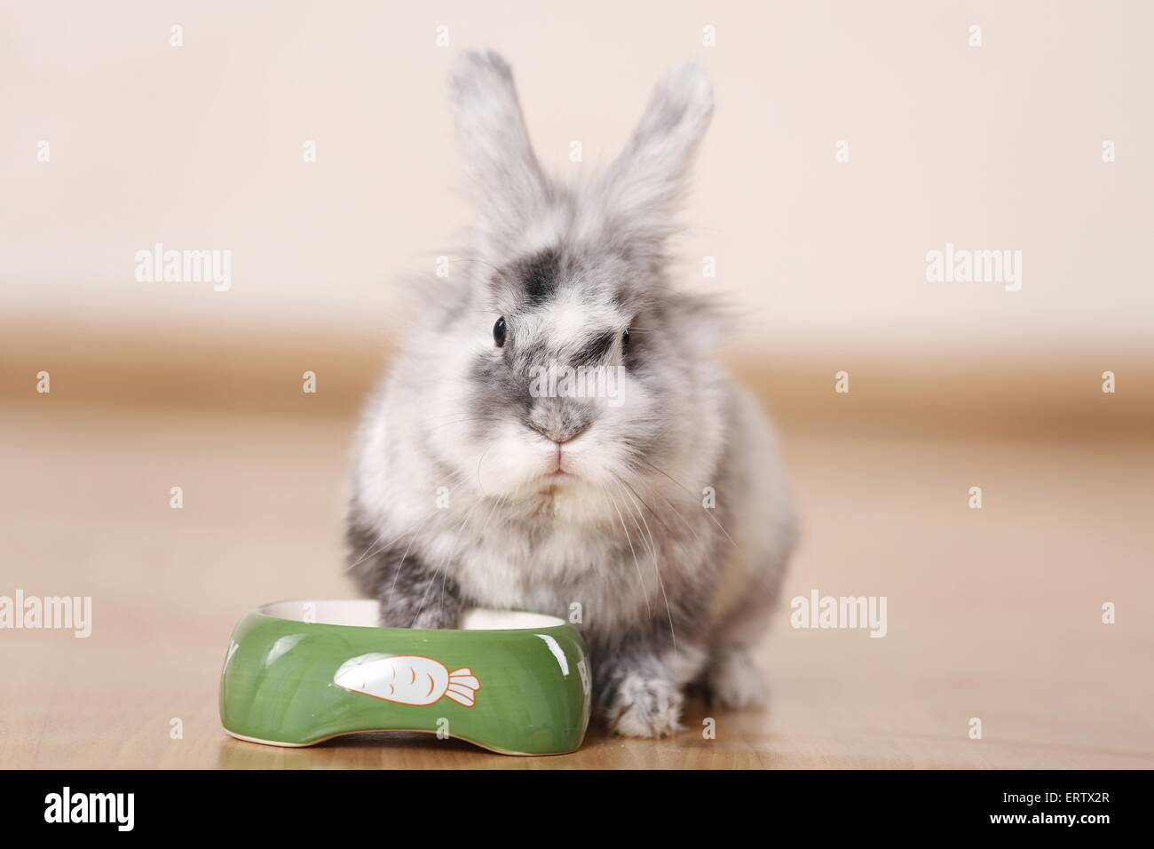 Feeding bunny rabbits hi-res stock photography and images - Alamy