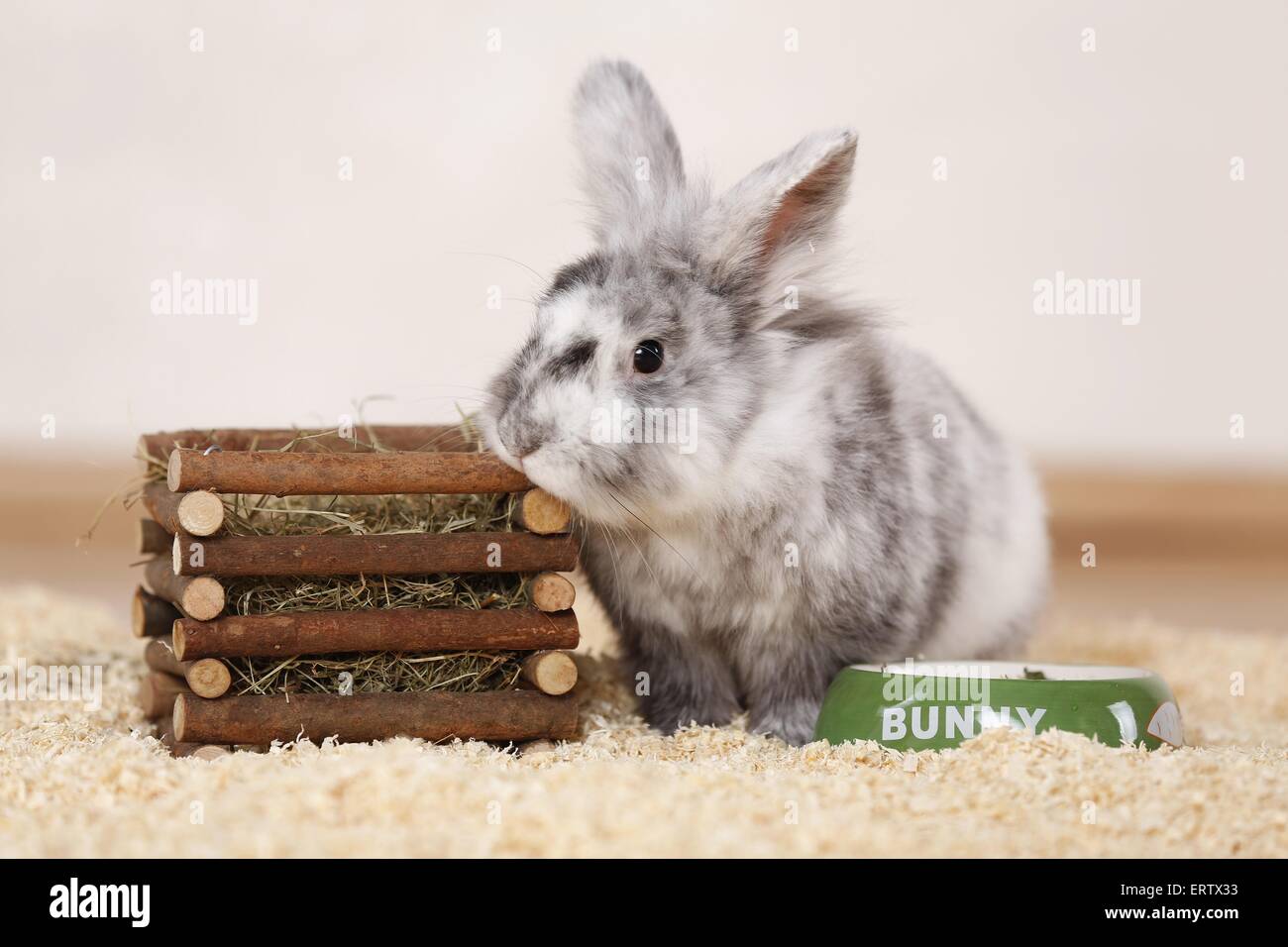 Rabbit eating hay hi-res stock photography and images - Alamy