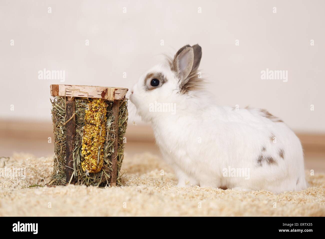 Rabbit sniffing hi-res stock photography and images - Alamy